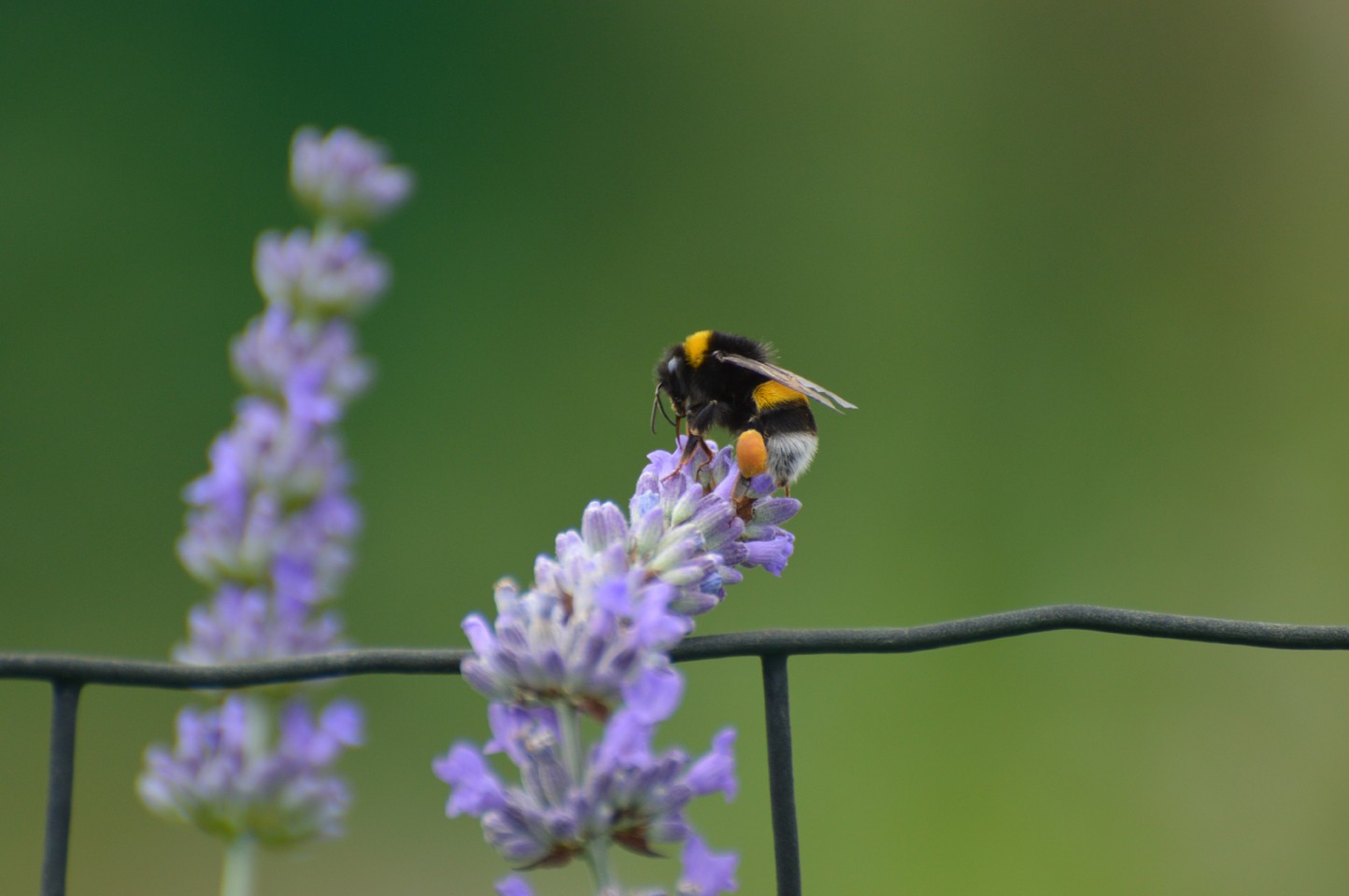 LIFE 4 POLLINATORS - Involving the public in the conservation of wild ...